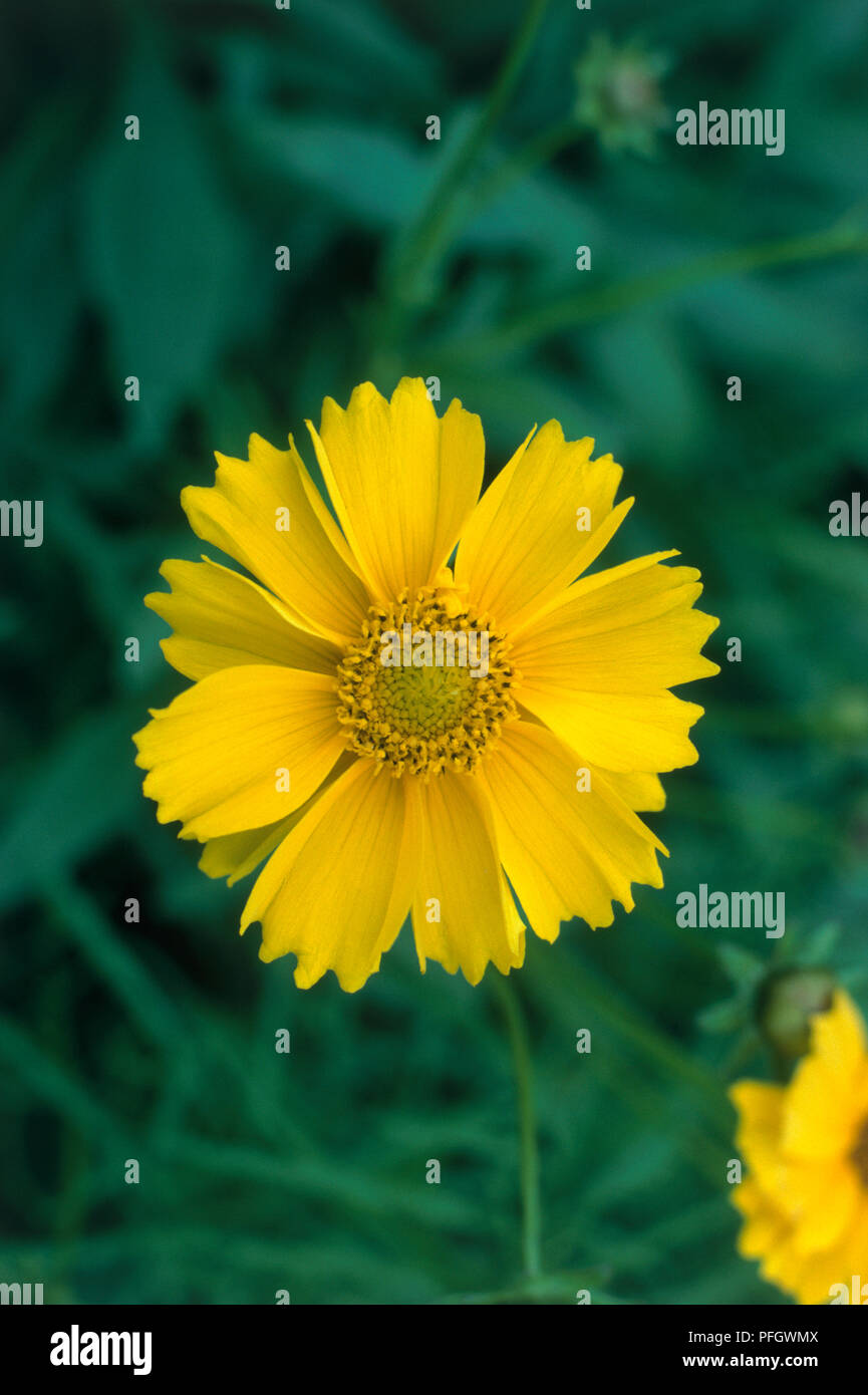 Yellow flower head from Coreopsis lanceolata (Tickseed), close-up Stock ...