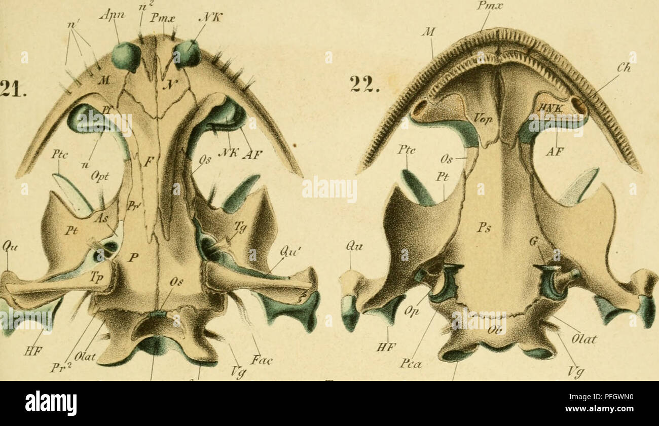 This study focuses on the skull anatomy of urodeles (salamanders ...