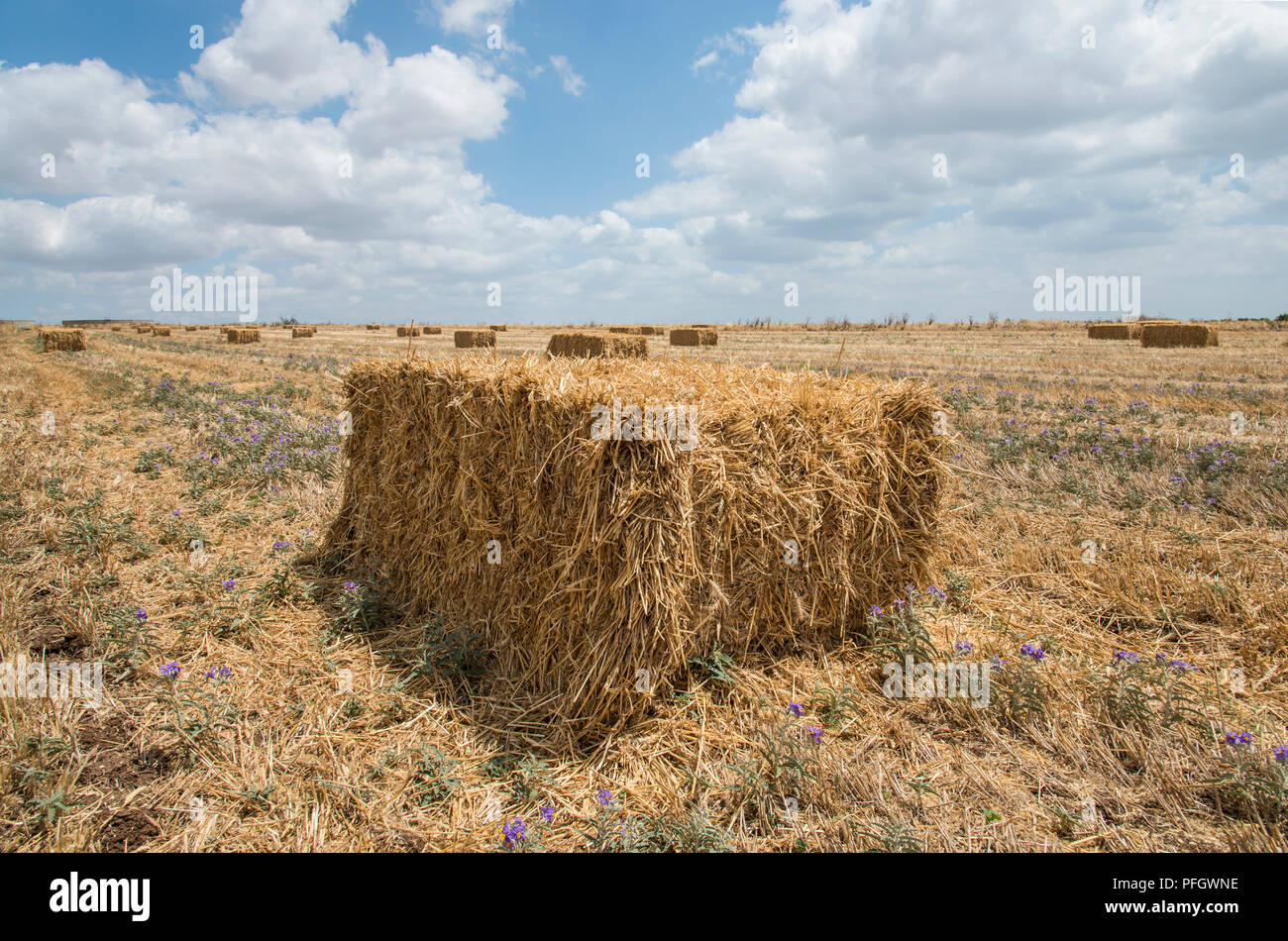 Pile of wheat crop hi-res stock photography and images - Alamy Pile of wheat crop hi-res stock photography and images - Alamy