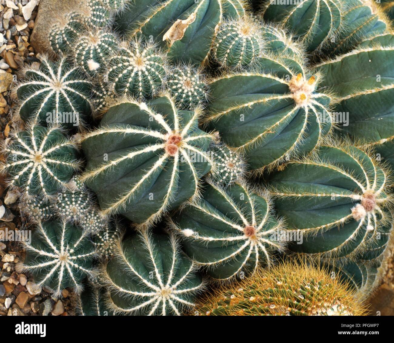 Parodia magnifica cluster of cacti, view from above Stock Photo - Alamy
