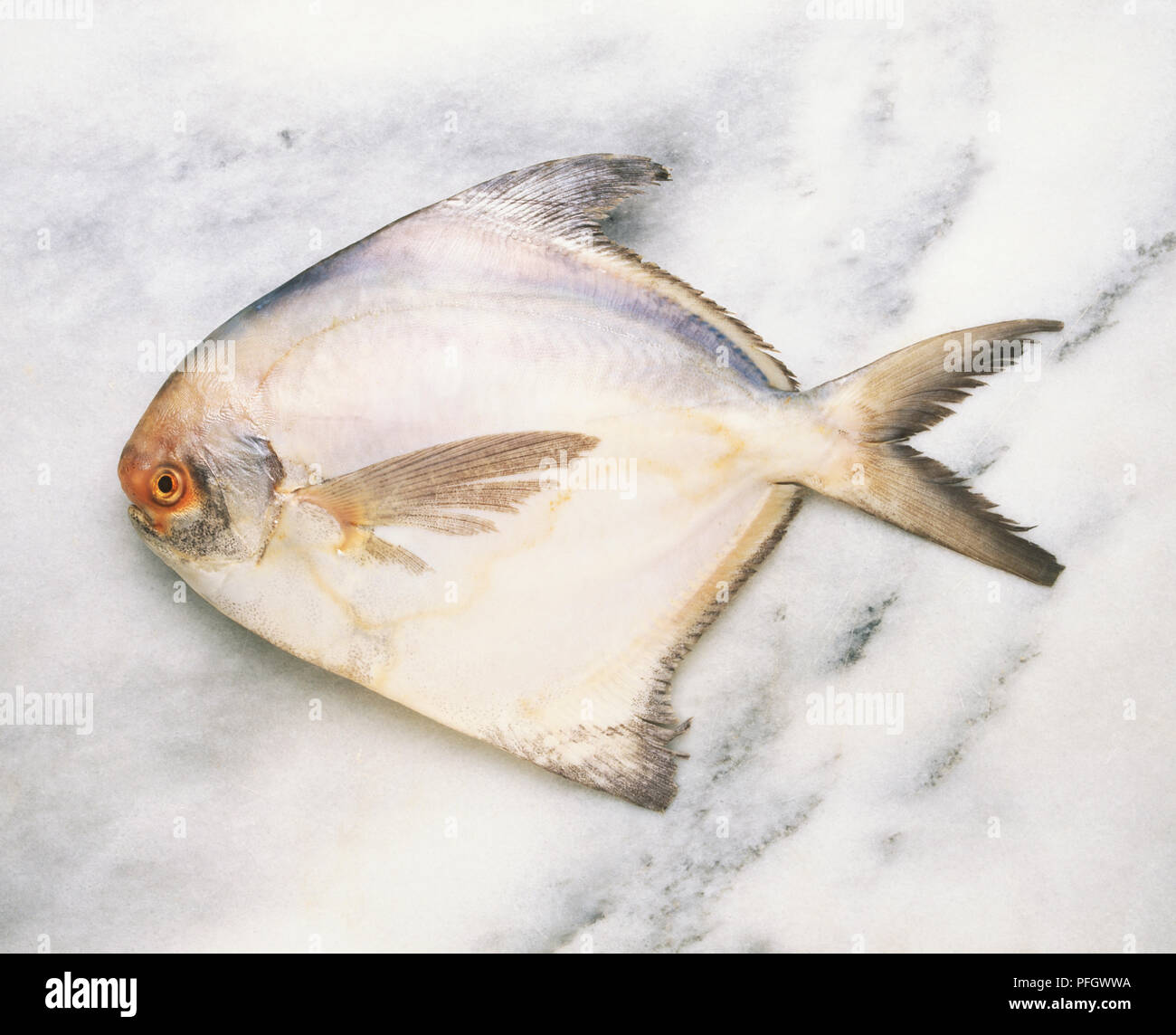 Pomfret (Bramidae), a flat-bodied fish on a marble surface Stock Photo ...