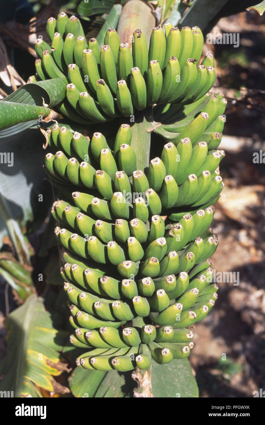 Musa sp., stem of green bananas Stock Photo - Alamy