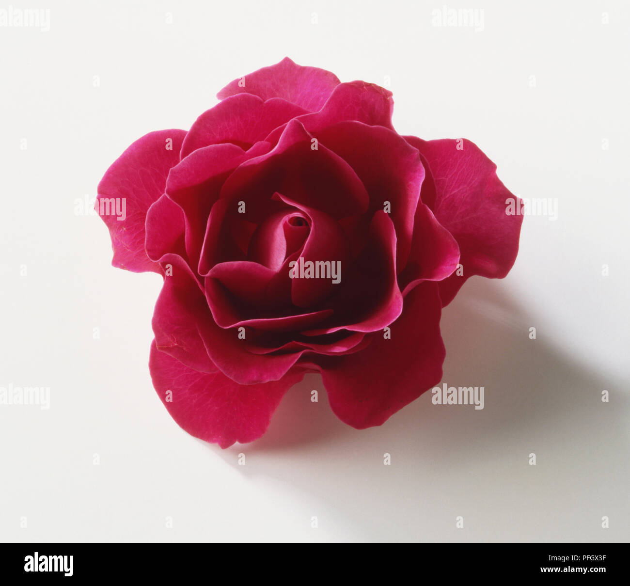 Single flower heads hi-res stock photography and images - Alamy