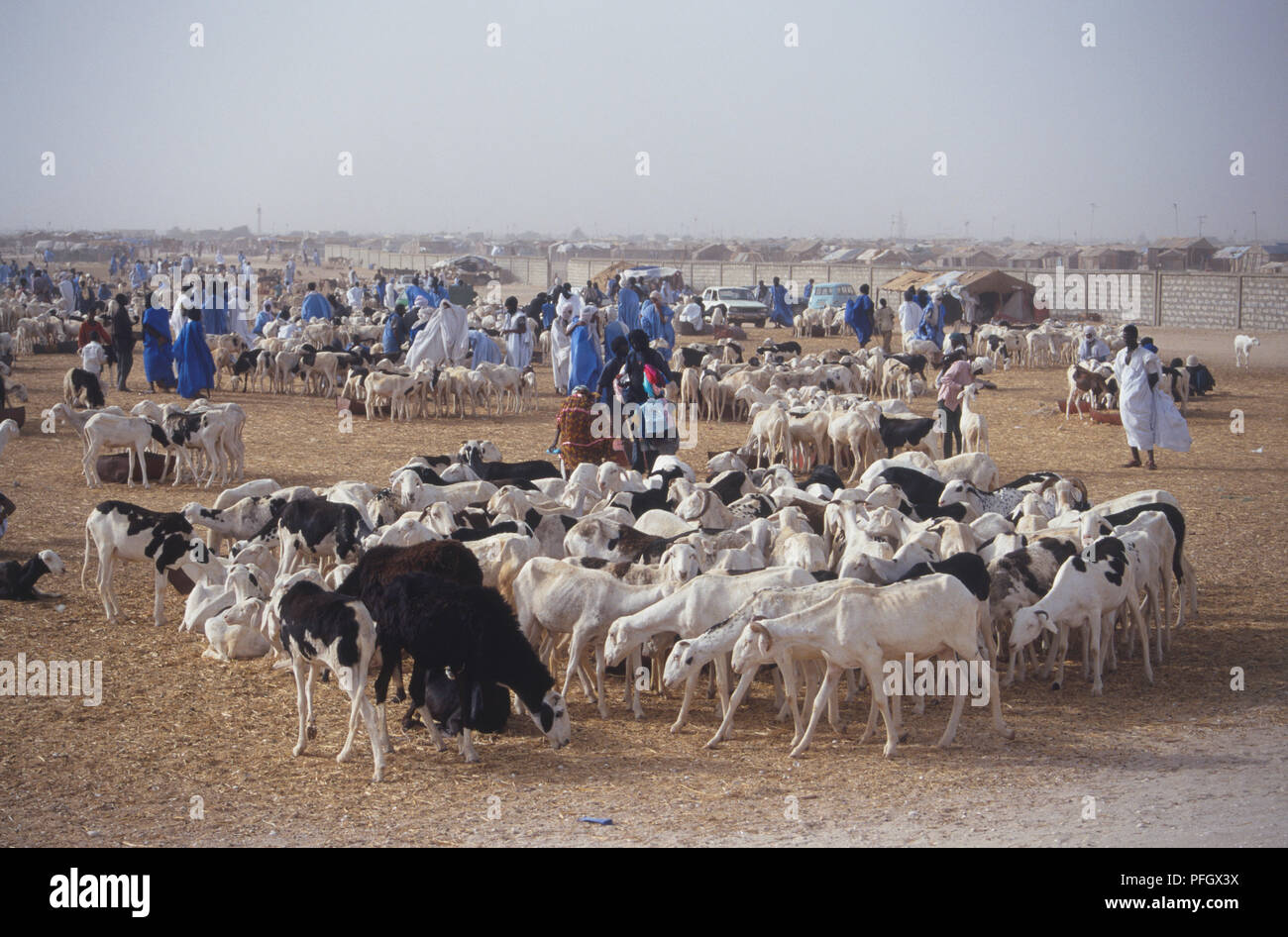 Goat Market in Africa Stock Photo - Alamy