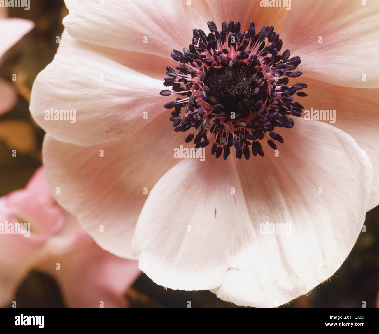 Anemone coronaria, Poppy Anemone flowerhead, close up Stock Photo - Alamy