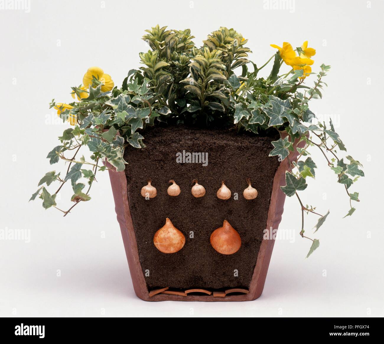 Compost Mix For Bulbs In Pots at Erin Birks blog