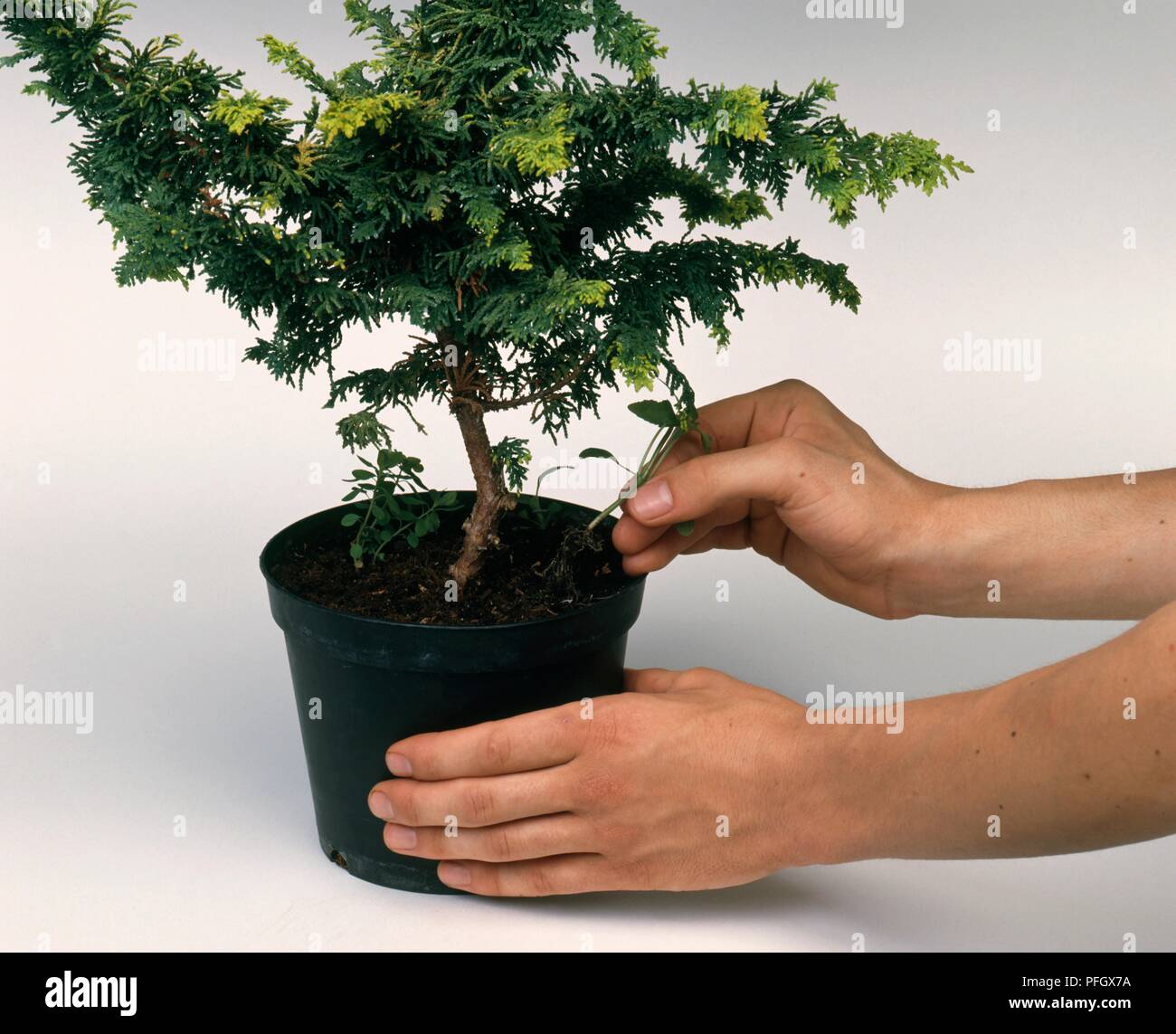 From tree to pot hi-res stock photography and images - Alamy