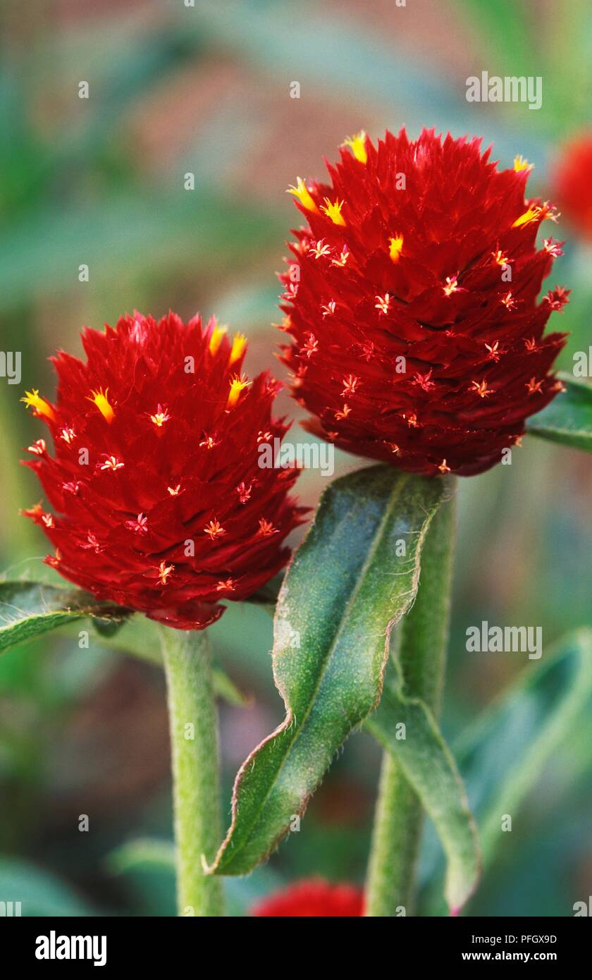 Red flower heads from Gomphrena 'Strawberry Fields', close-up Stock ...