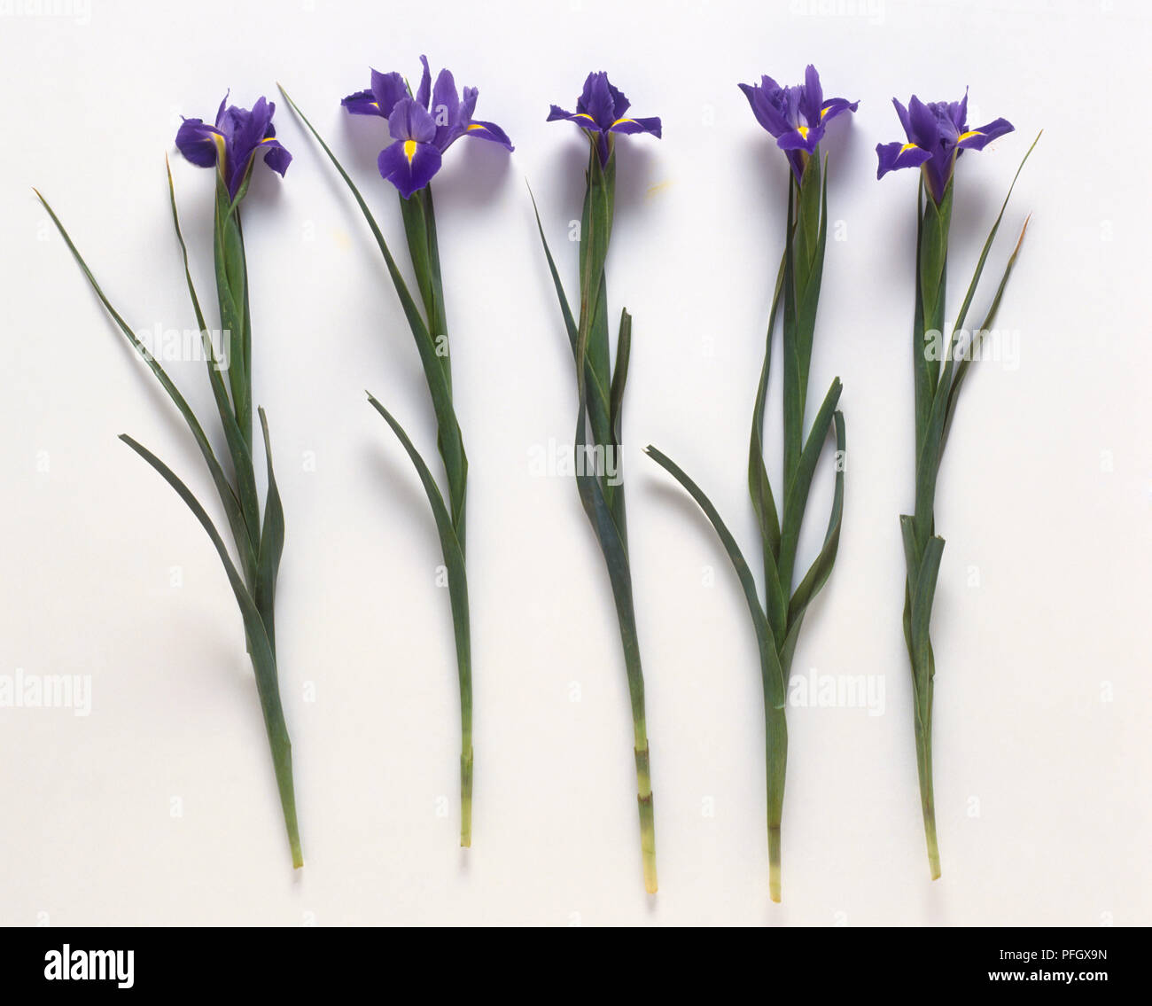 Dark blue Iris flowers on long stems with green leaves Stock Photo - Alamy