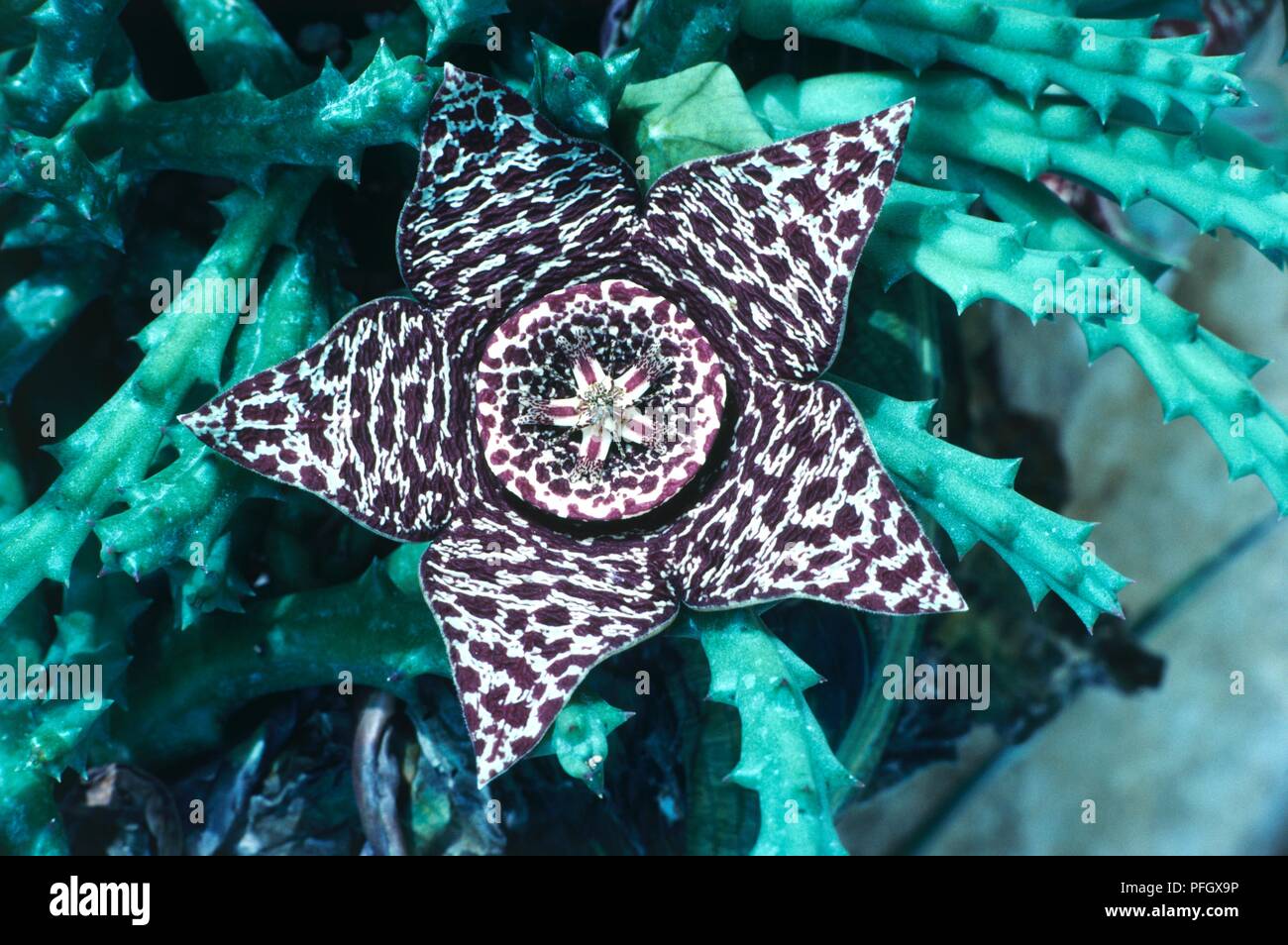 Spotted purple flower from Stapelia variegata, close-up Stock Photo - Alamy