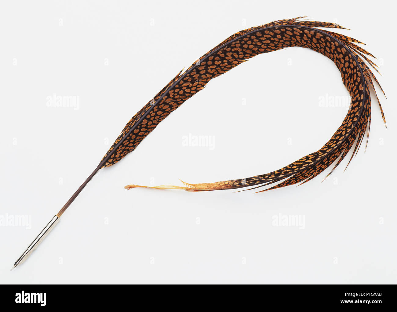 Brown and black quill Stock Photo - Alamy