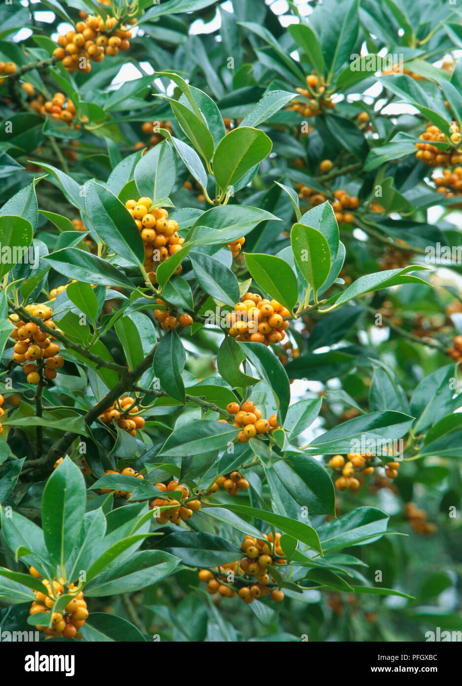 Holly ilex aquifolium amber hi-res stock photography and images - Alamy