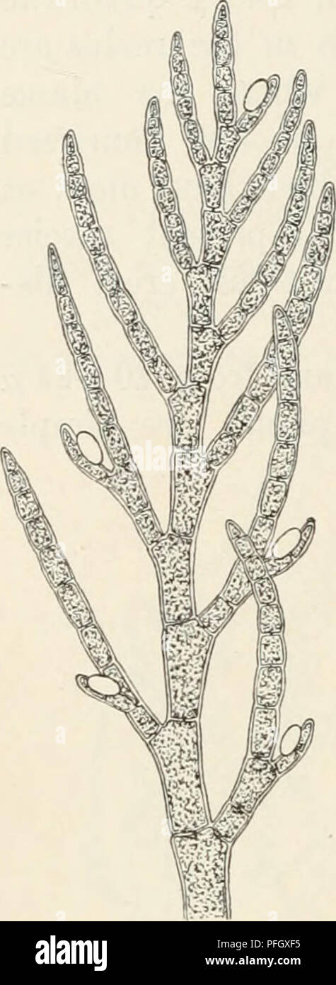 This illustration from the Danish Botanical Archive features the ...