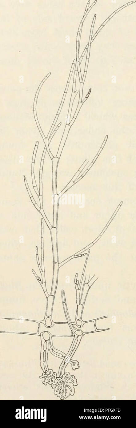 Ramuli hi-res stock photography and images - Alamy