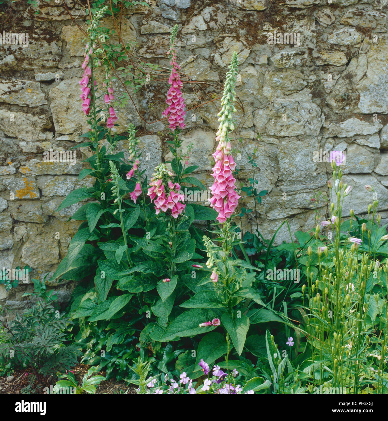 Foxglove foliage hi-res stock photography and images - Alamy