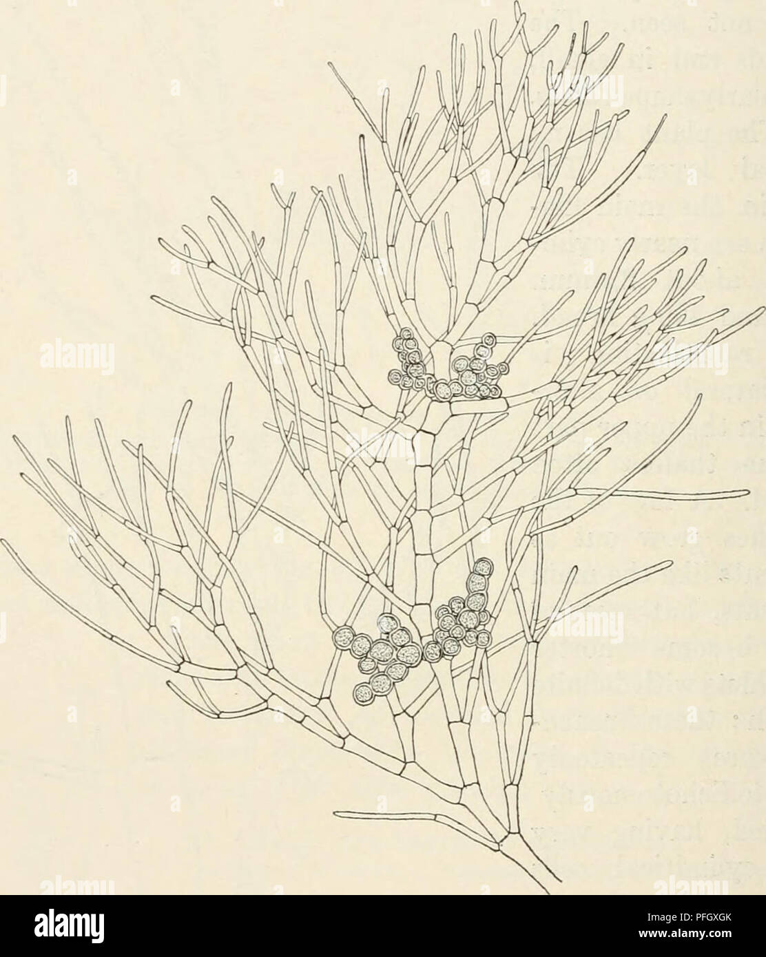 This Danish botanical archive focuses on the study of plant species ...