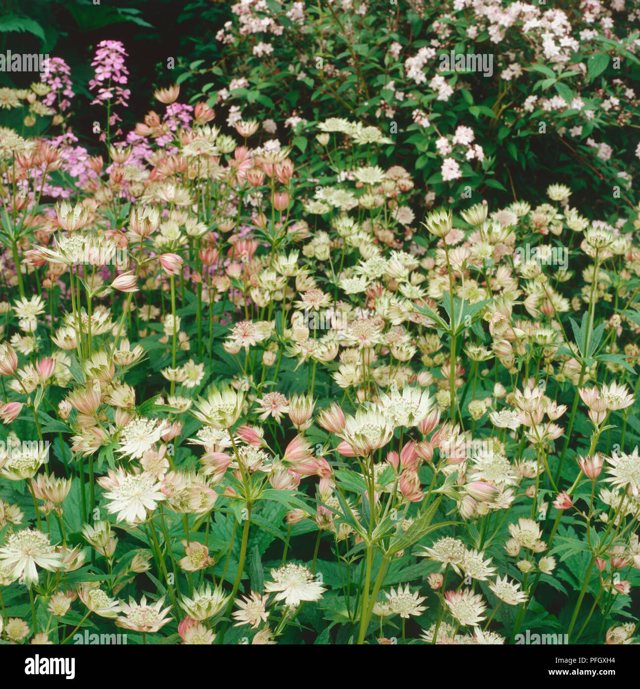 Wild patch of pink and white Astrantia major, masterwort, growing ...