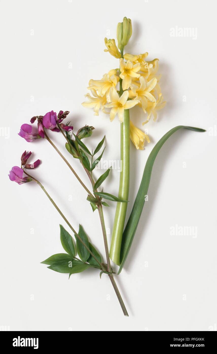 Yellow Hyacinth and Lathyrus vernus (Spring pea Stock Photo - Alamy