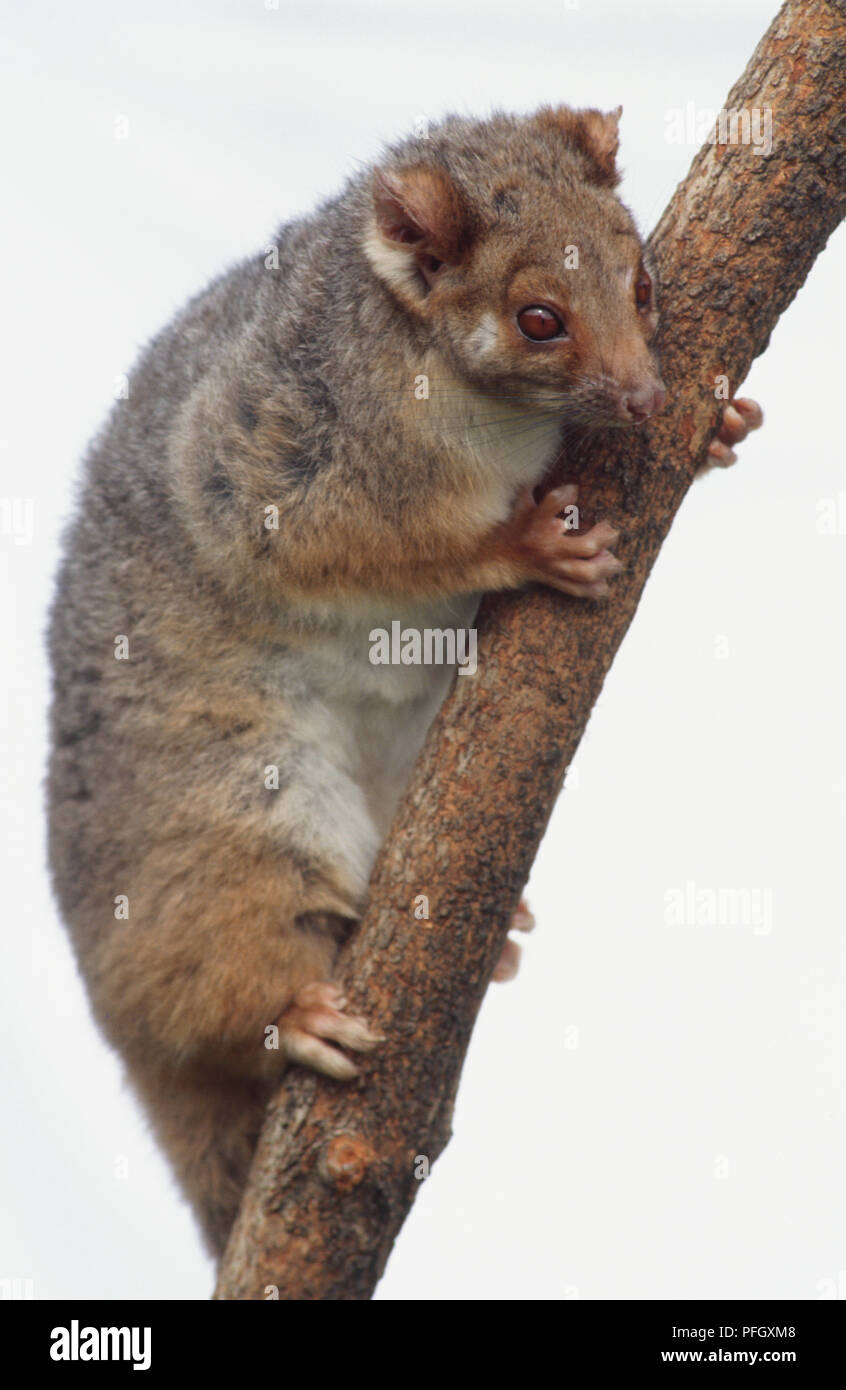 Pseudocheiridae hi-res stock photography and images - Alamy