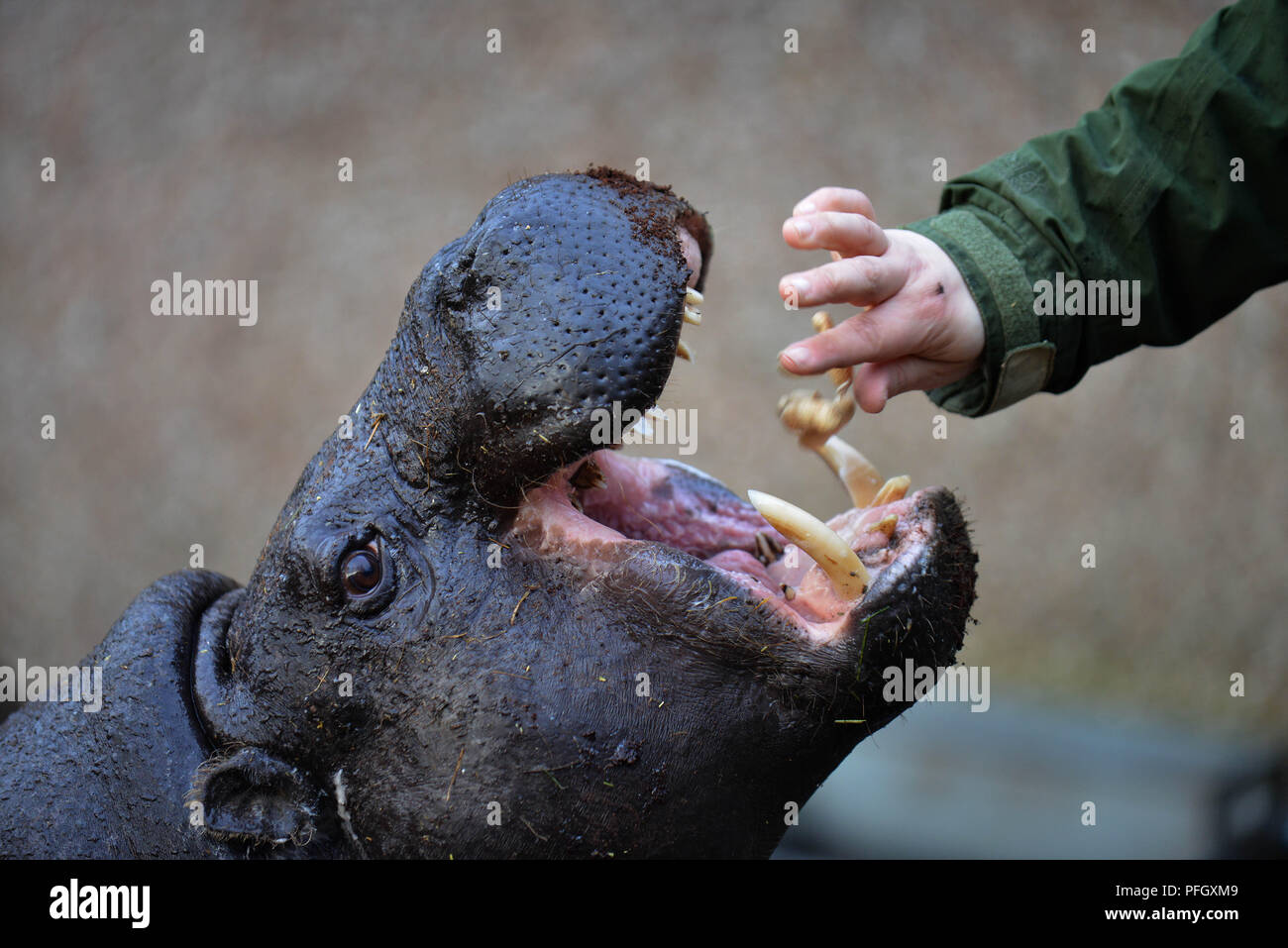 Pygmy hippo hi-res stock photography and images - Alamy