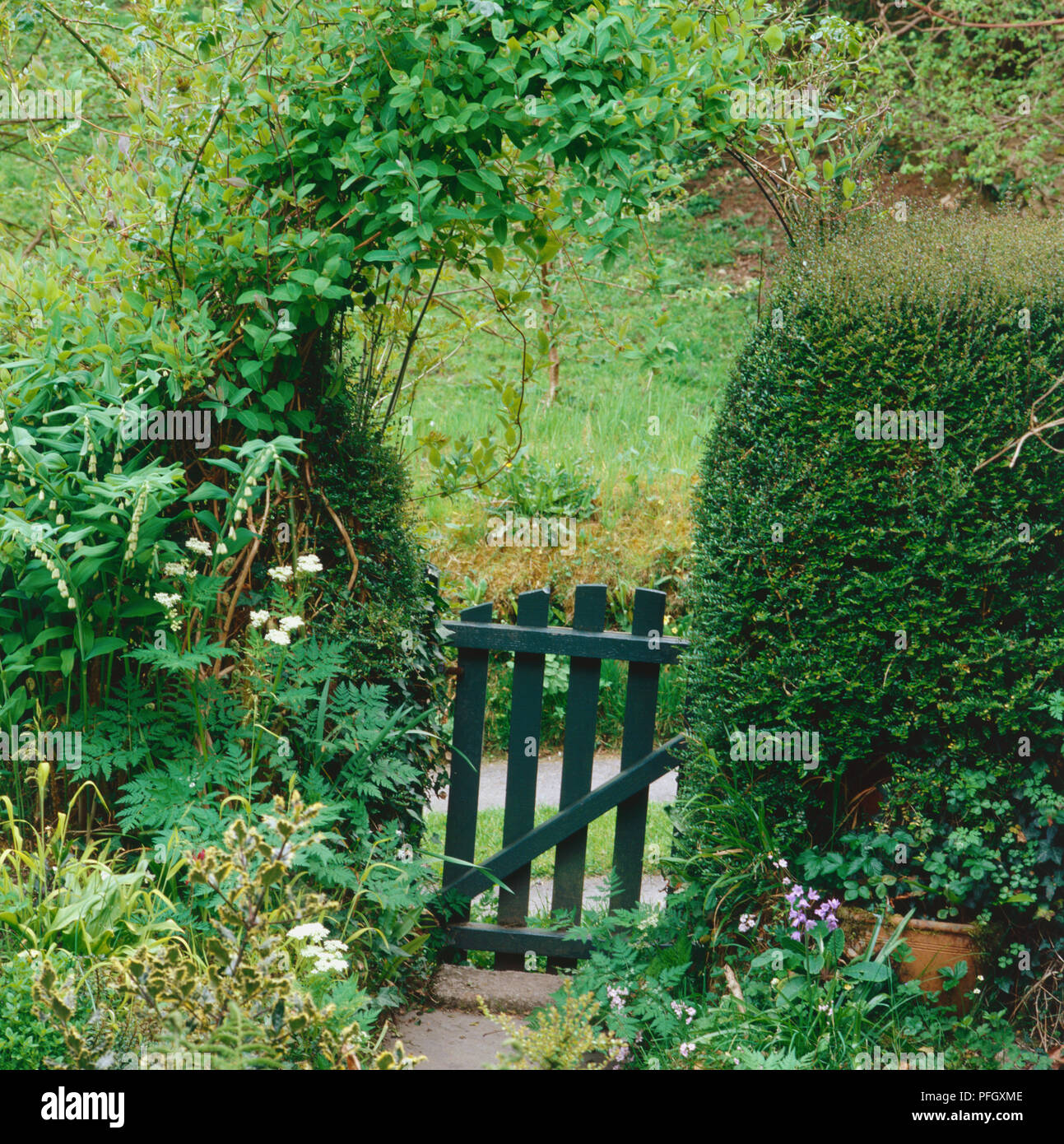 Green wooden gate set in the middle of an evergreen deciduous hedge ...
