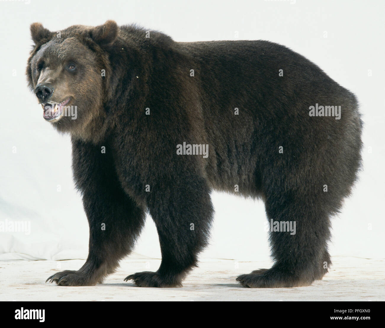 Ursus arctos (Brown bear). Family Ursidae. Adult on all fours Stock ...