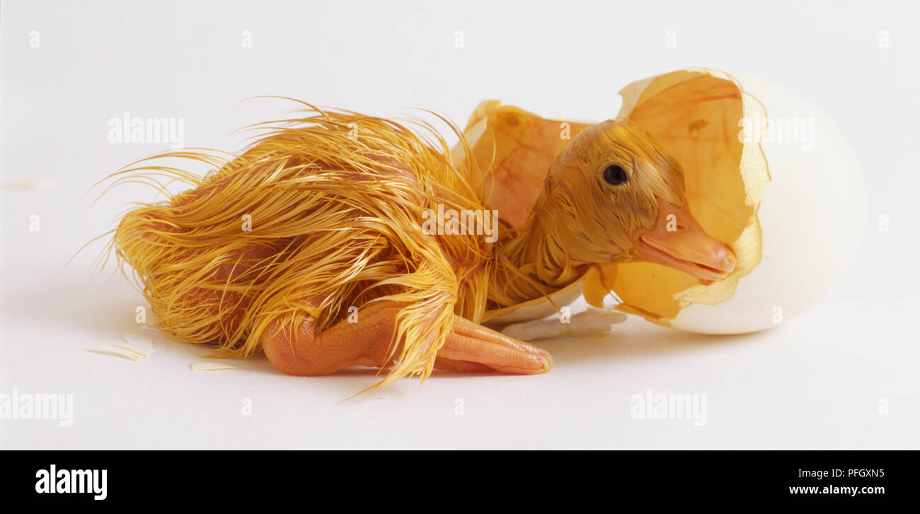 Freshly hatched Duckling (Anatidae) with broken egg shell, side view ...