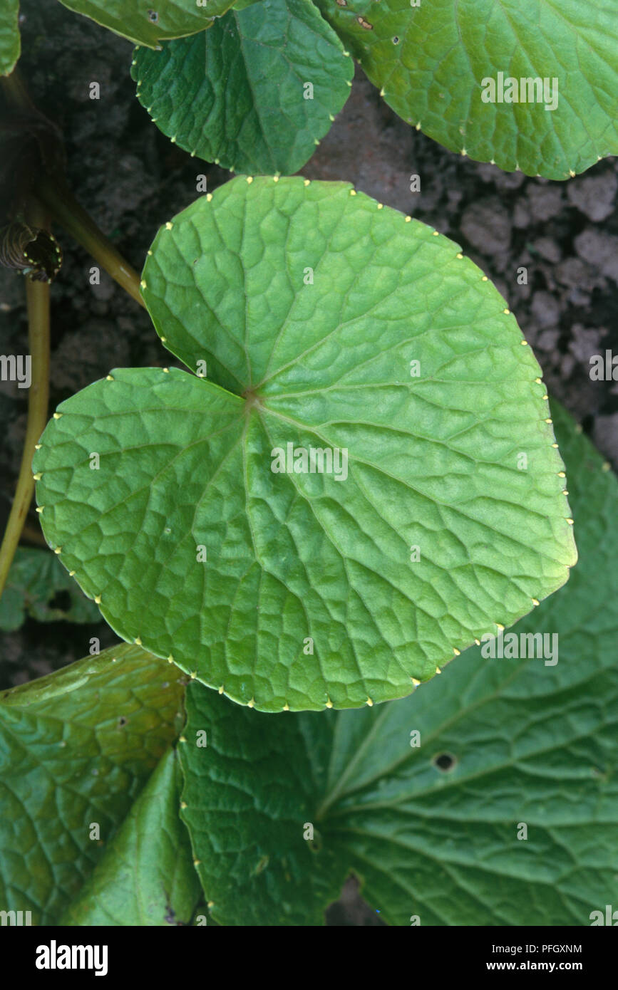 Wasabia japonica hi-res stock photography and images - Alamy
