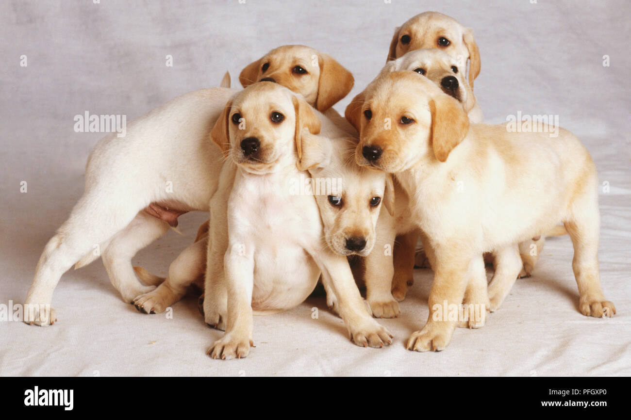 A group of puppies Stock Photo - Alamy