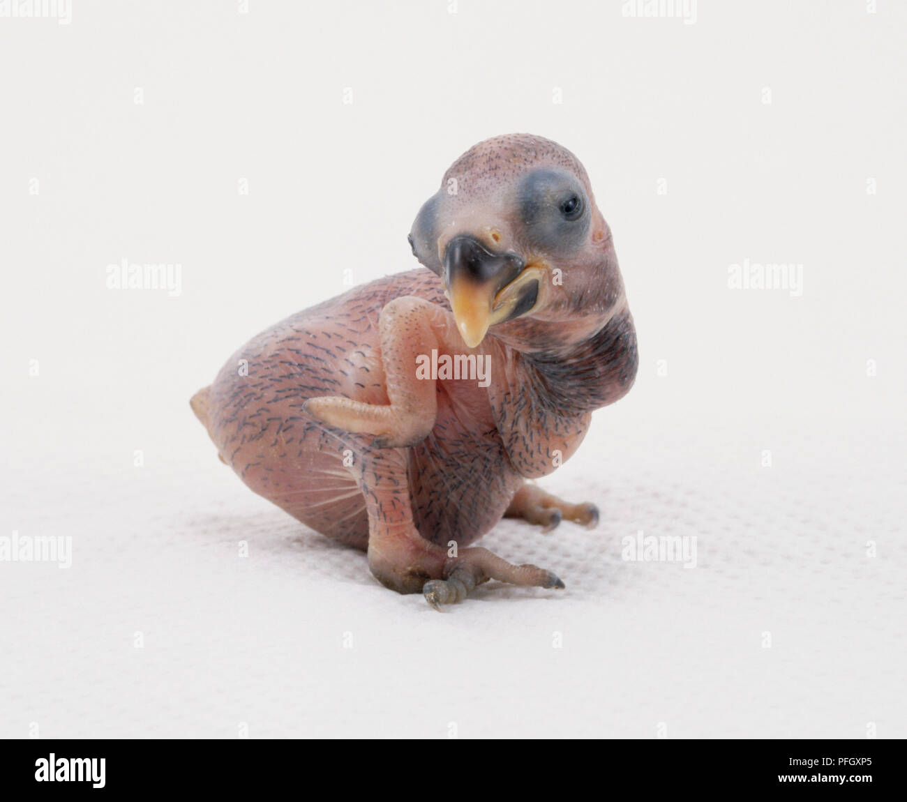 Baby Eclectus Parrot