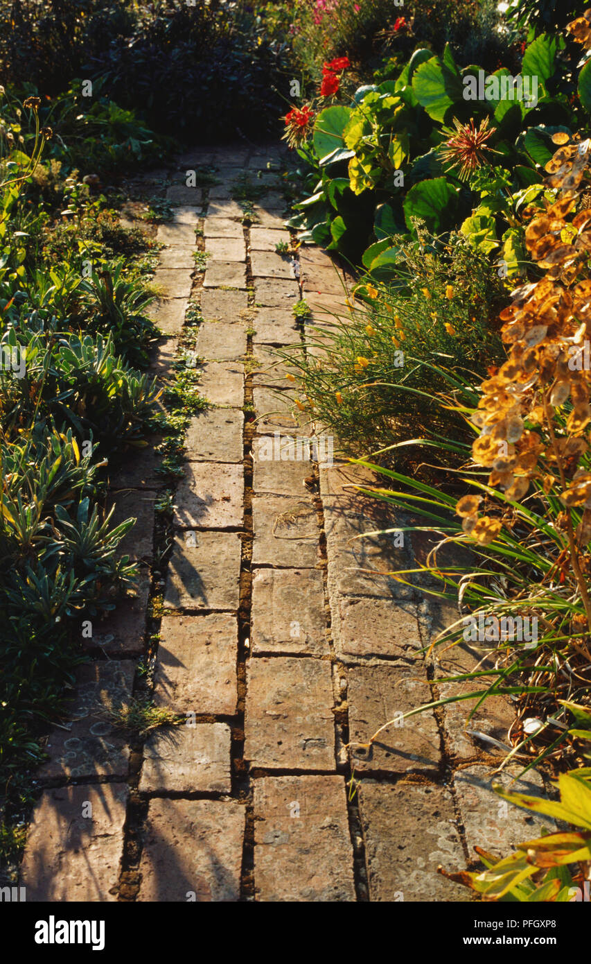 A brick path lined with the remaining flowers of a yellow ...