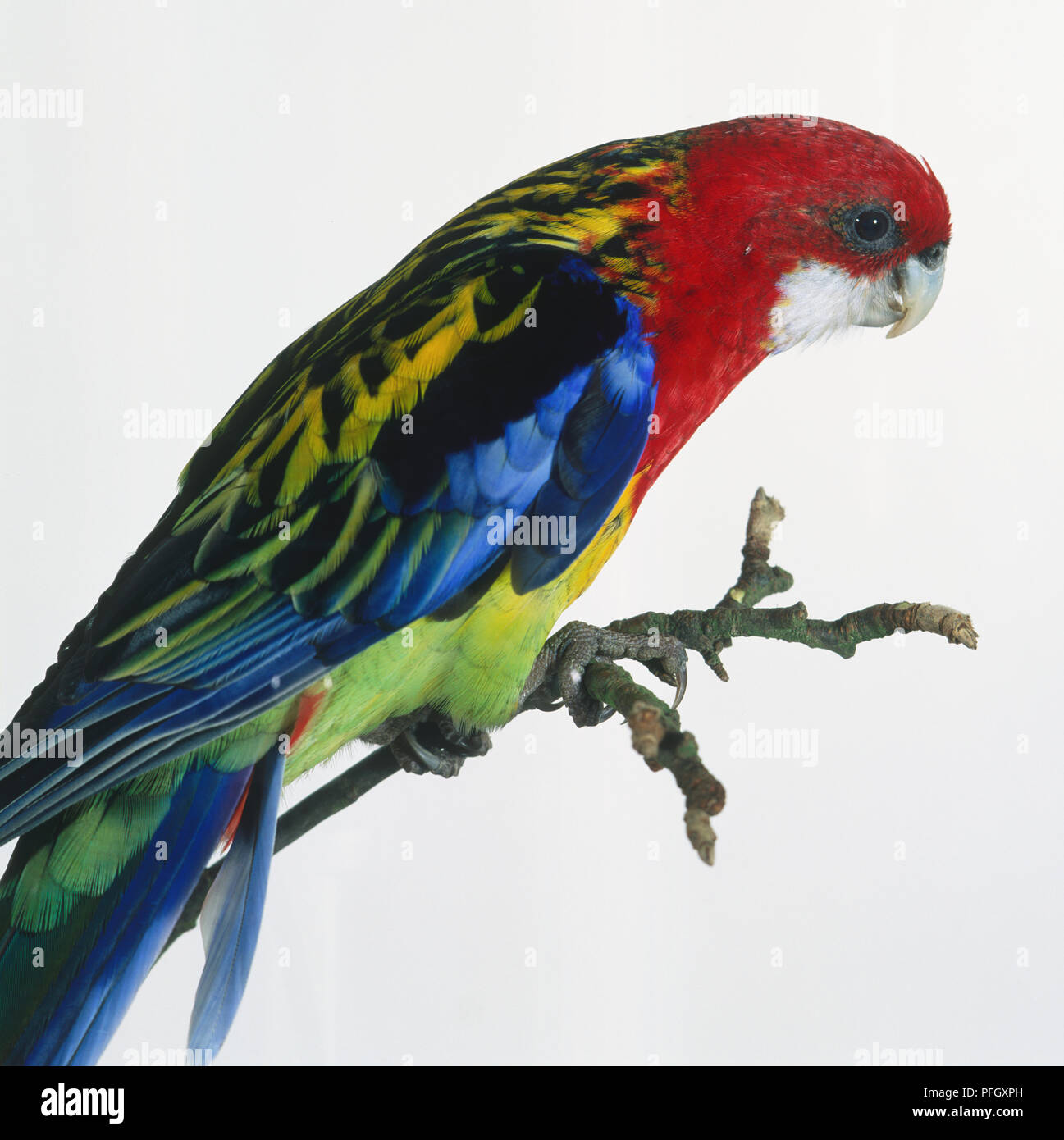 Coloured feathers hi-res stock photography and images - Alamy