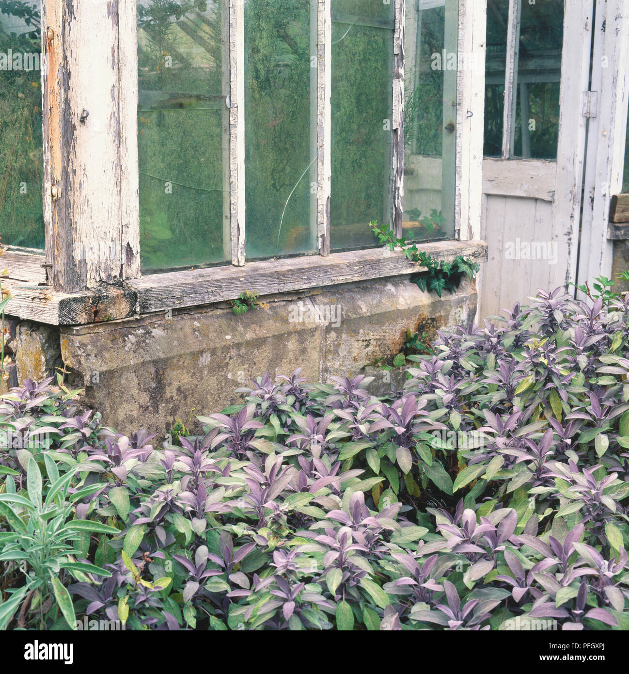 Salvia sp., Sage, growing next to an old greenhouse Stock Photo - Alamy