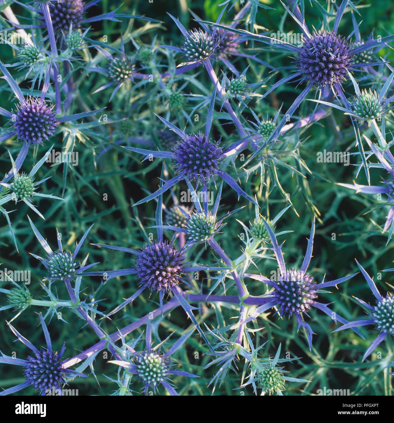 Eryngium varifolium, Sea Holly, close up of spiny, thistle-like blue ...
