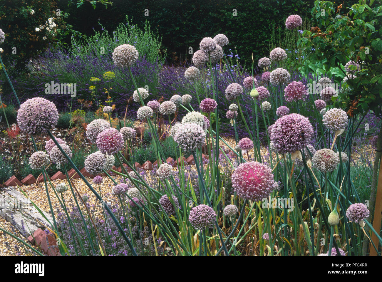 Allium in a garden Stock Photo - Alamy