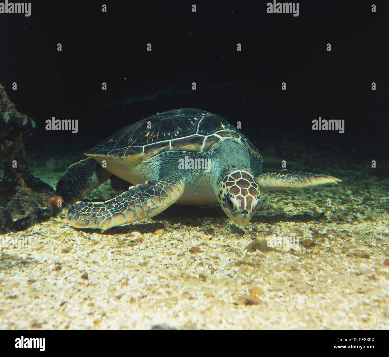 Bottom turtle hi-res stock photography and images - Alamy