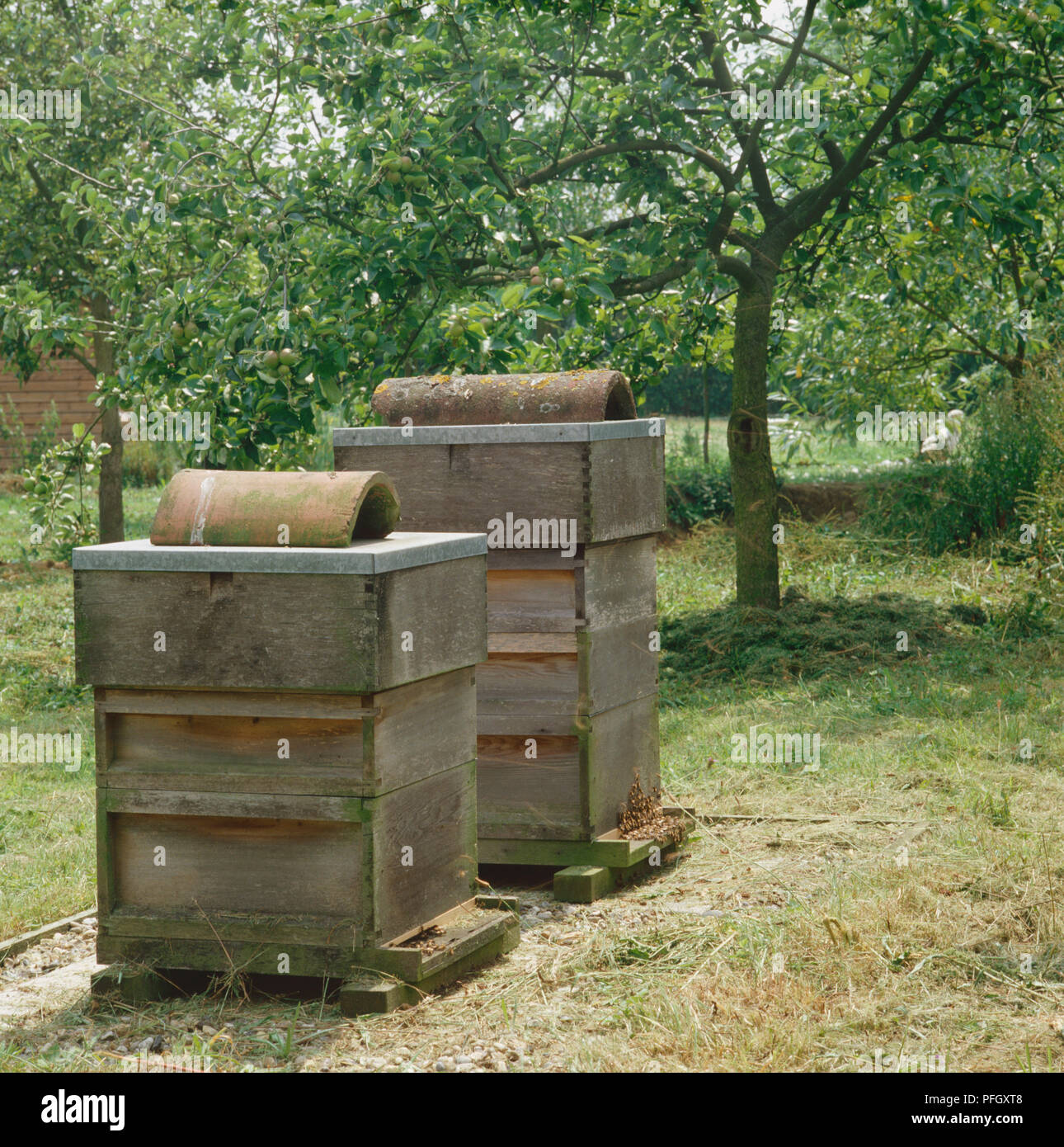 Two wooden beehives standing side by side in garden, bees swarming ...