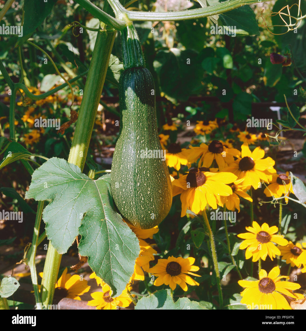 Courgette hanging on strong green stalk, bright yellow flowers growing ...