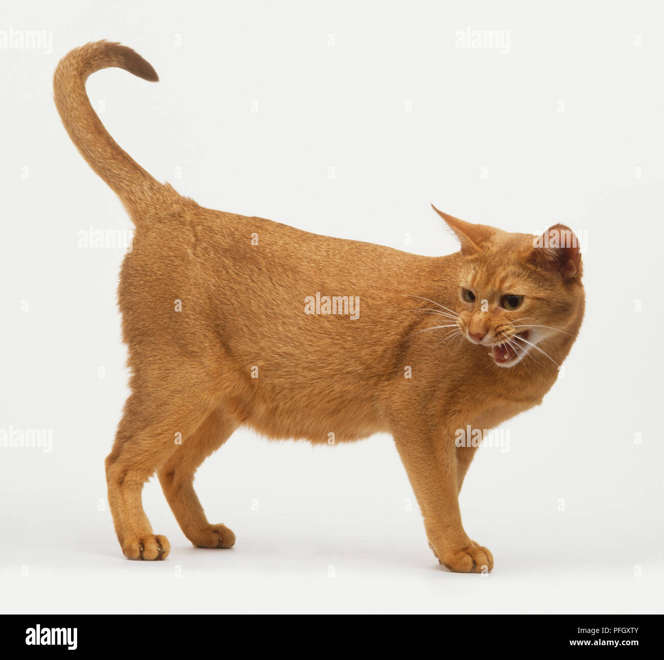 Miaowing hi-res stock photography and images - Alamy