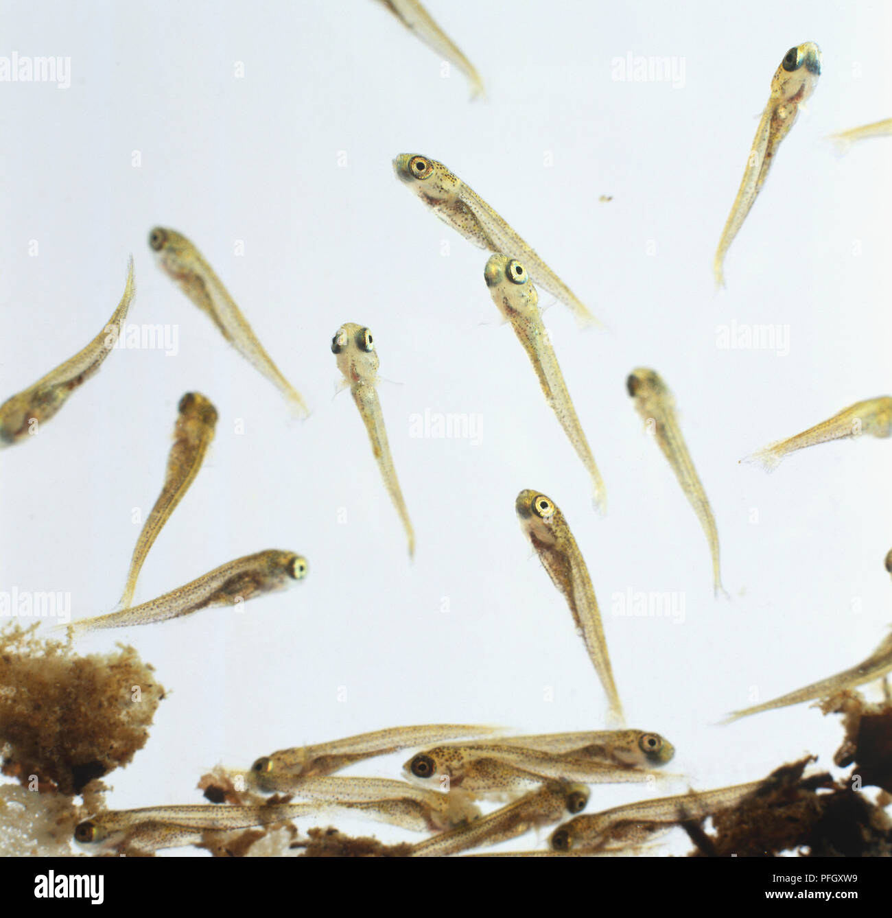 Young Stickleback (Gasterosteidae) swimming Stock Photo - Alamy