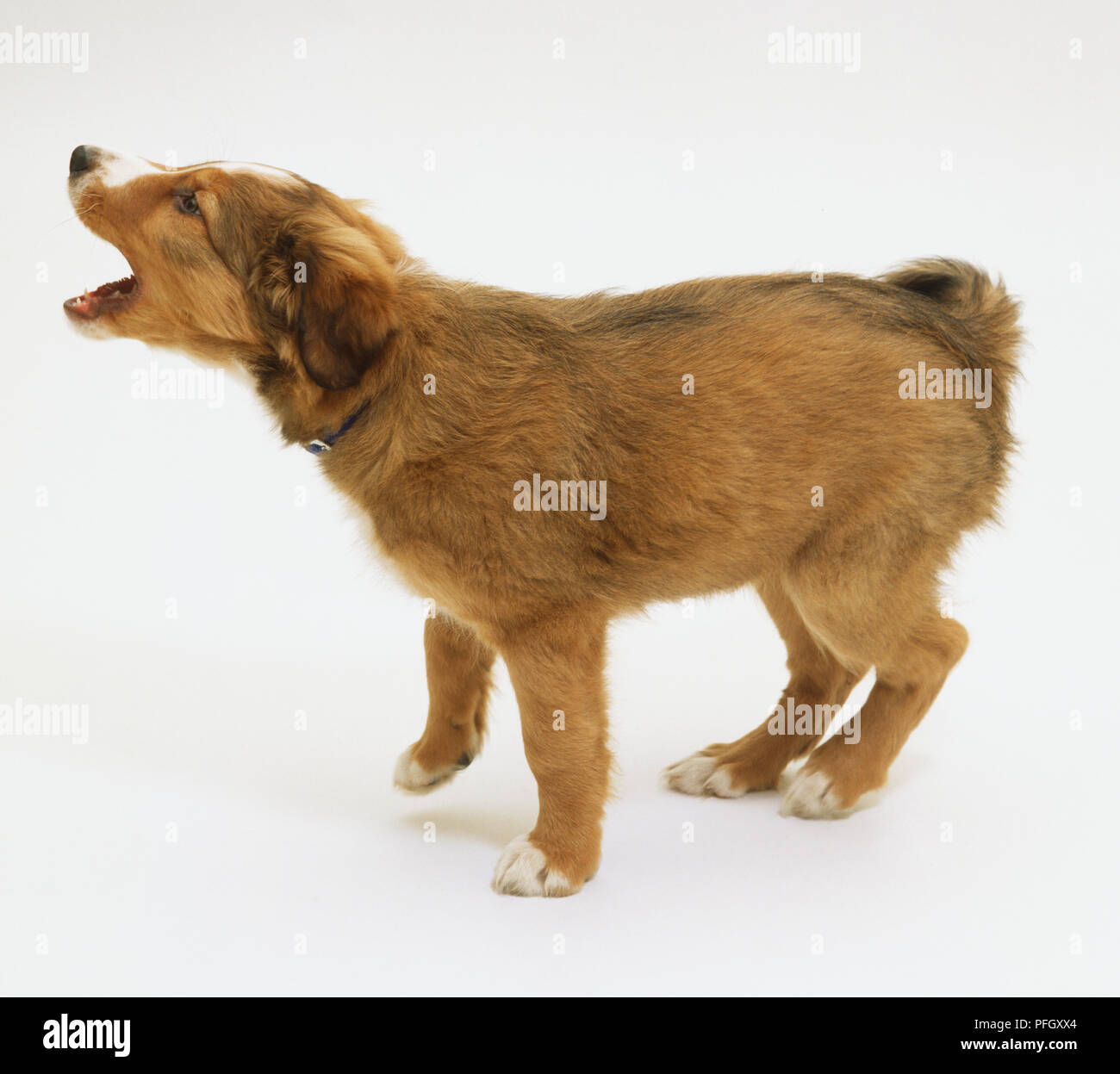 A barking dog Stock Photo - Alamy