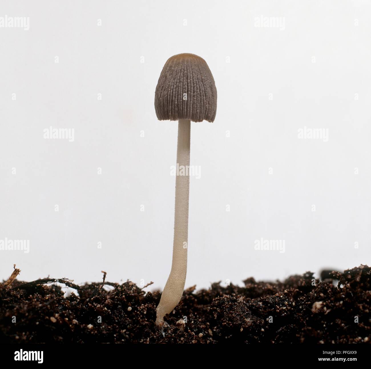 Toadstool growing in soil Stock Photo - Alamy