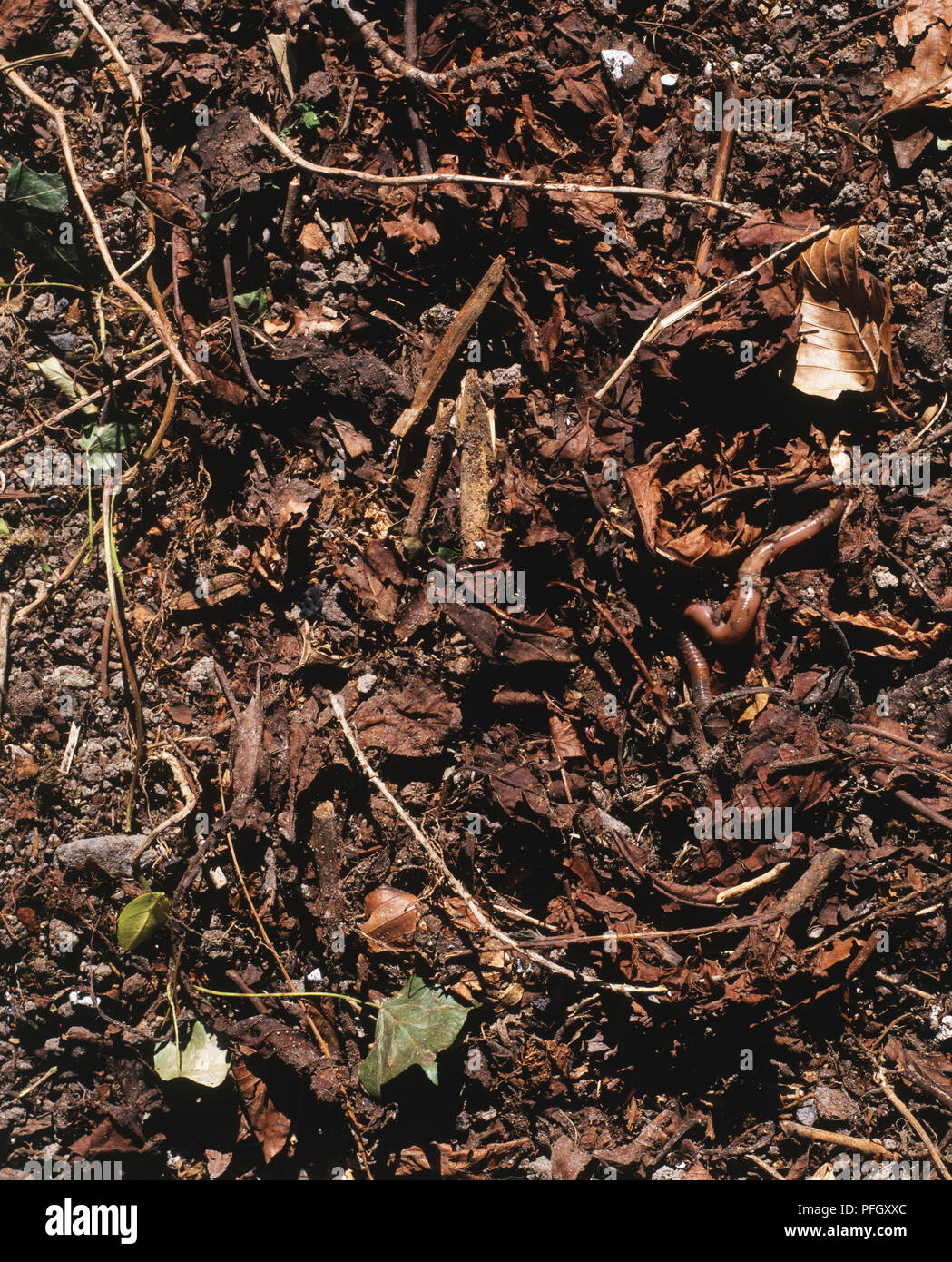 Forest soil mulch hi-res stock photography and images - Alamy