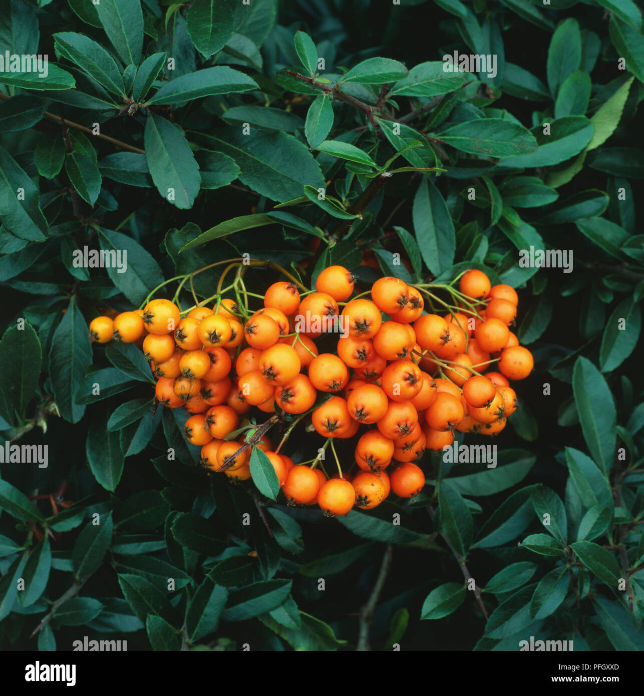 Pyracantha sp., bunch of orange berries growing on shrub Stock Photo ...