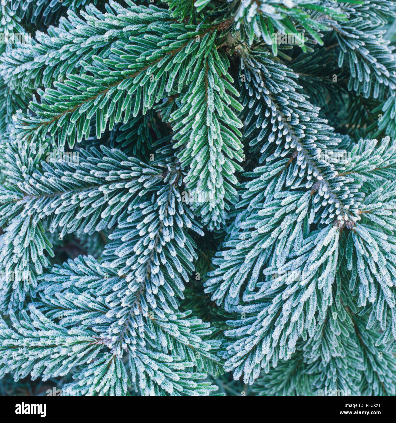 Needle like hi-res stock photography and images - Alamy