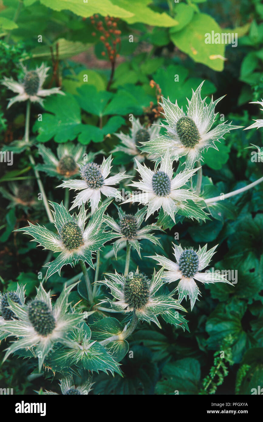 Eryngium Giganteum, thistle Stock Photo - Alamy