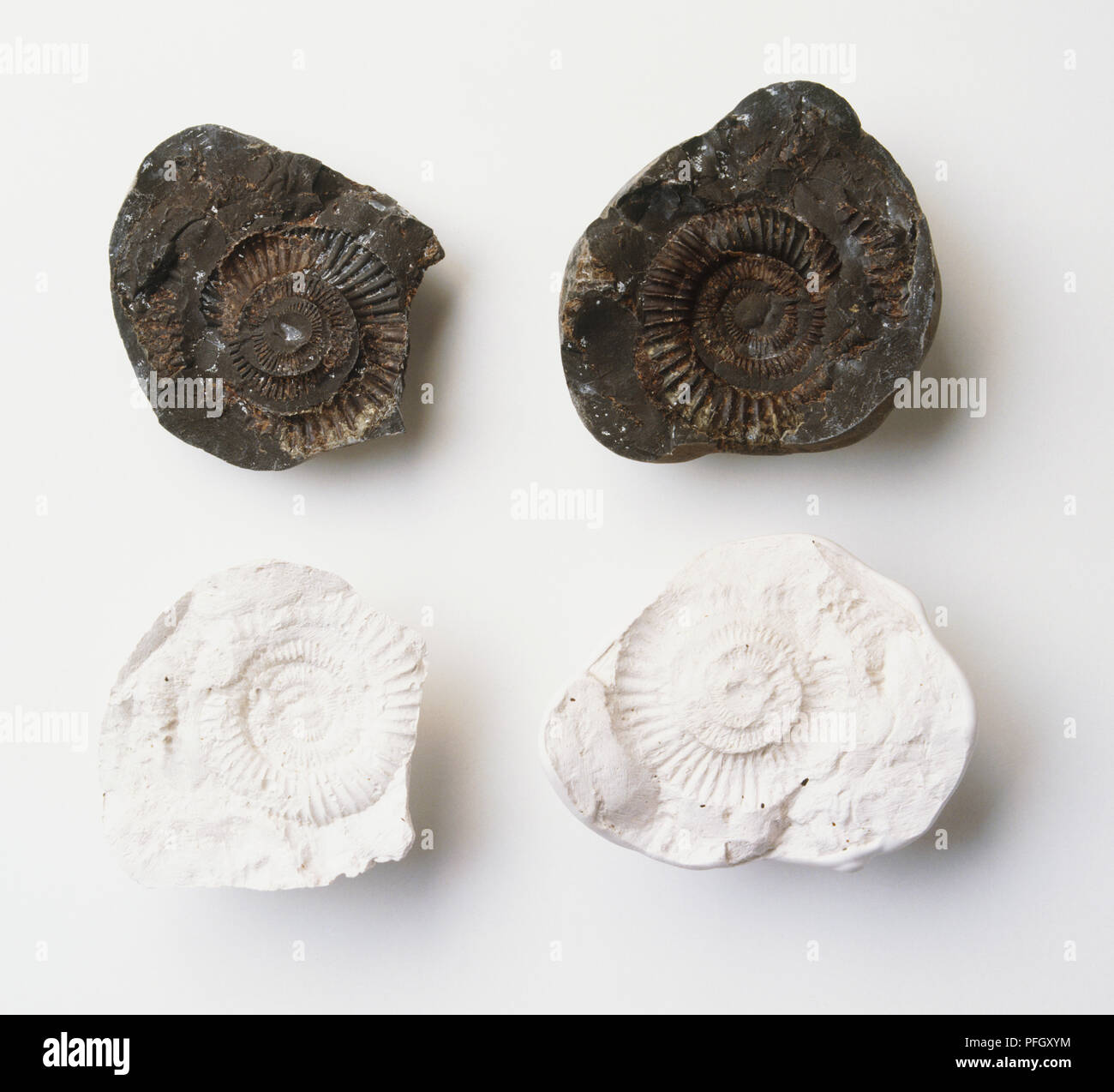 Two plaster casts hi-res stock photography and images - Alamy