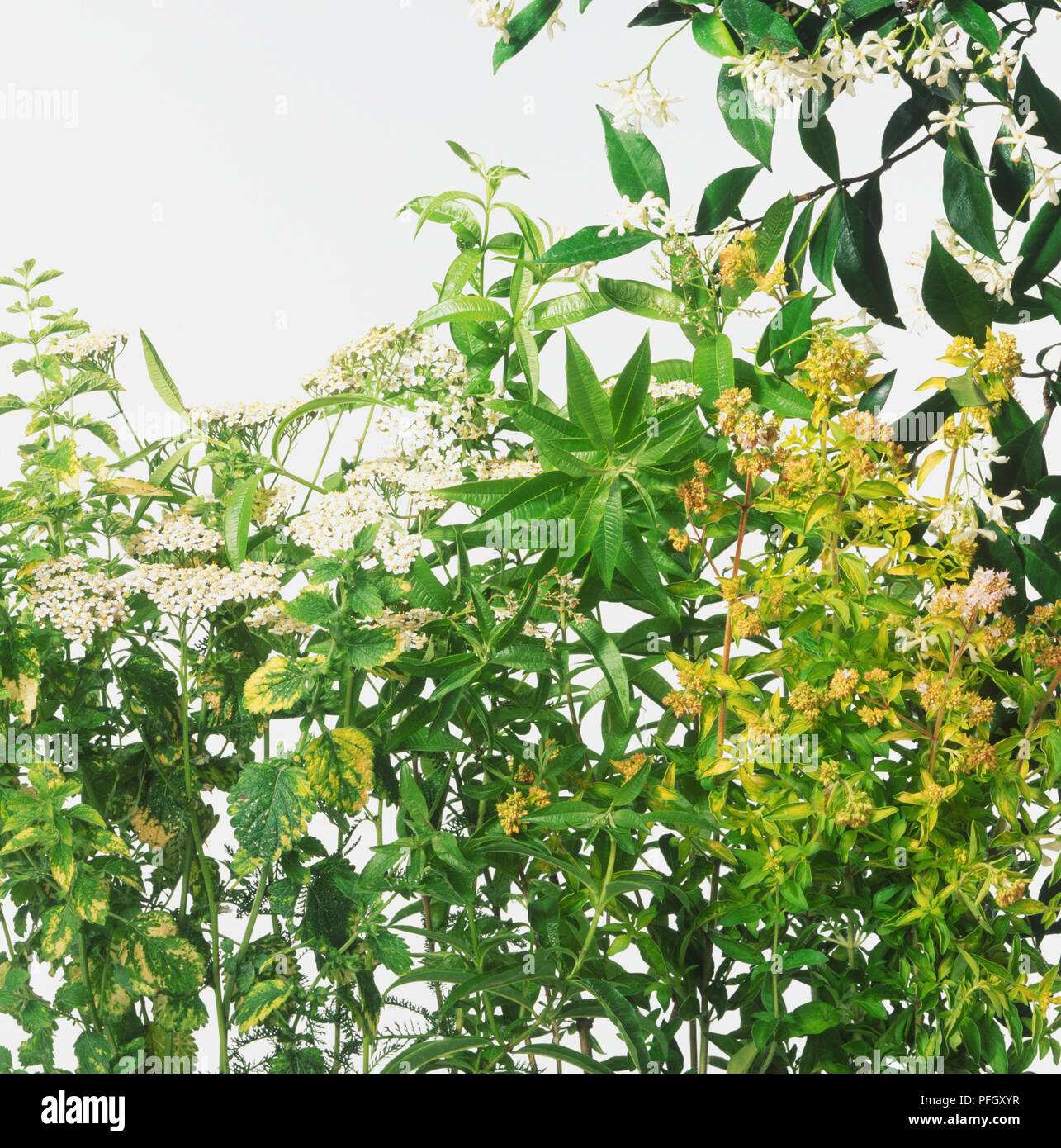 Golden lemon balm hi-res stock photography and images - Alamy