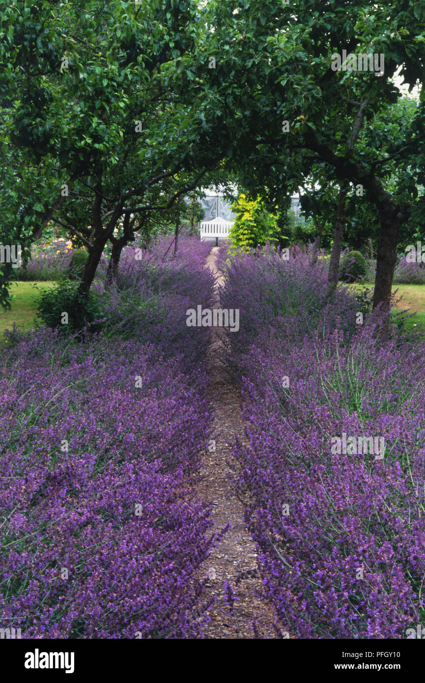 Lavender lining path under trees Stock Photo - Alamy