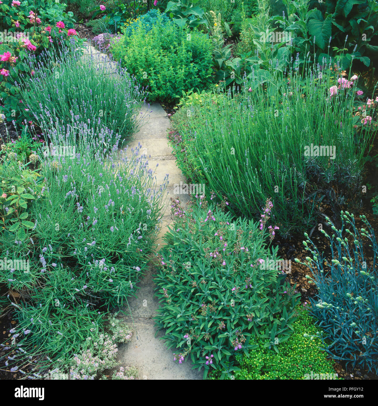 Meandering stone path in herb garden, running between Lavandula sp ...